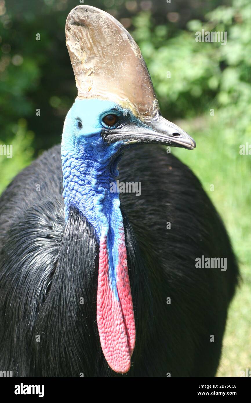 Bird, Helmet Kazuar Stock Photo - Alamy