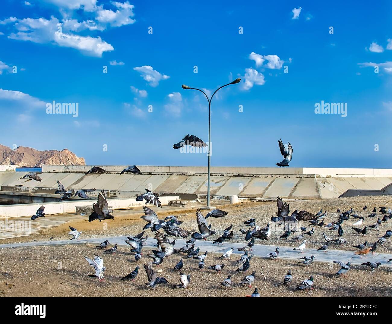 Pigeons at Muttrah Seaside, Muscat, Oman, flying around enjoying their ...