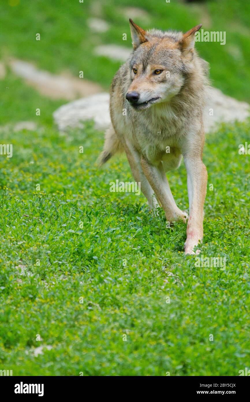 Größenvergleich Des Timberwolfs Mit Dem Menschen