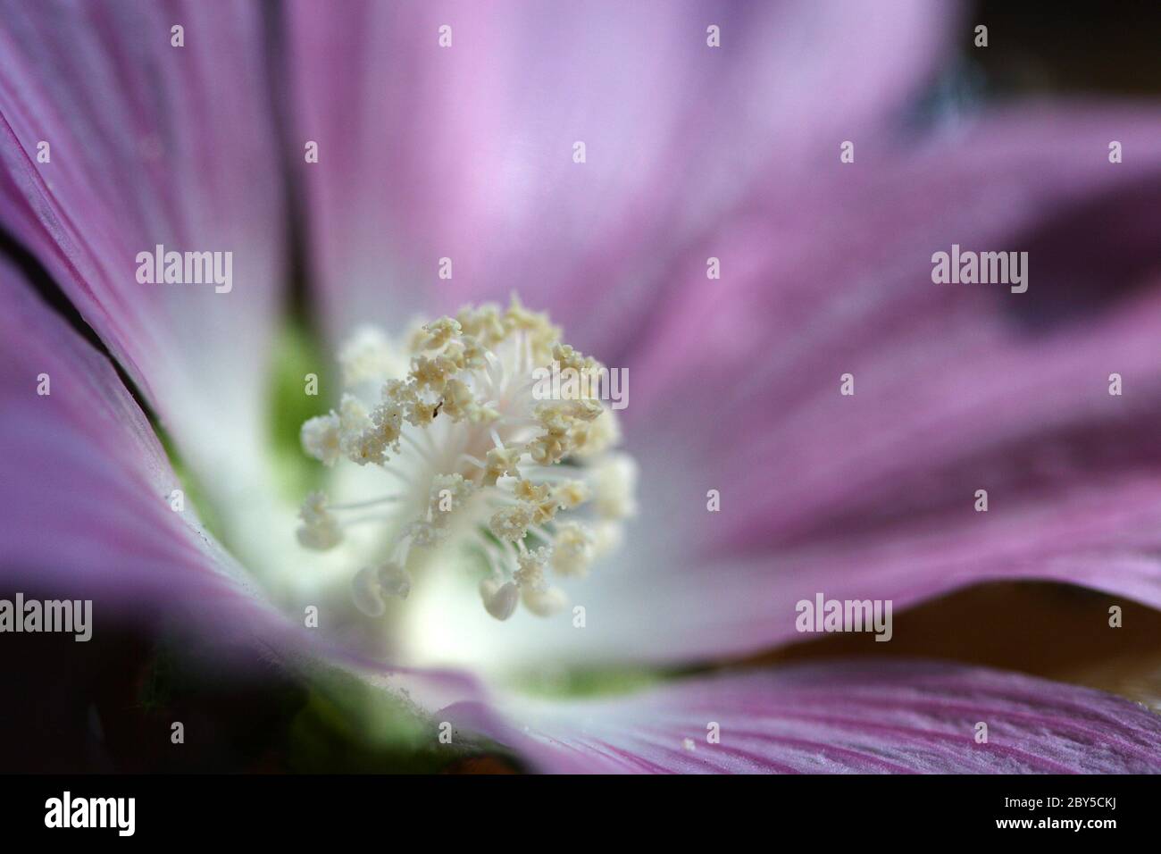 Soft Pink Flower Stock Photo - Alamy