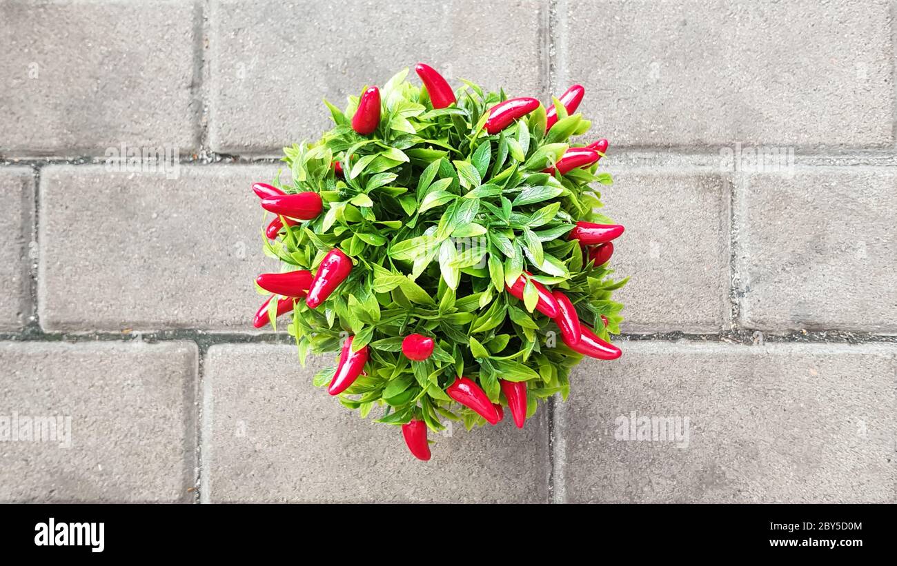 Decorative red chili peppers growing in a pot Stock Photo - Alamy