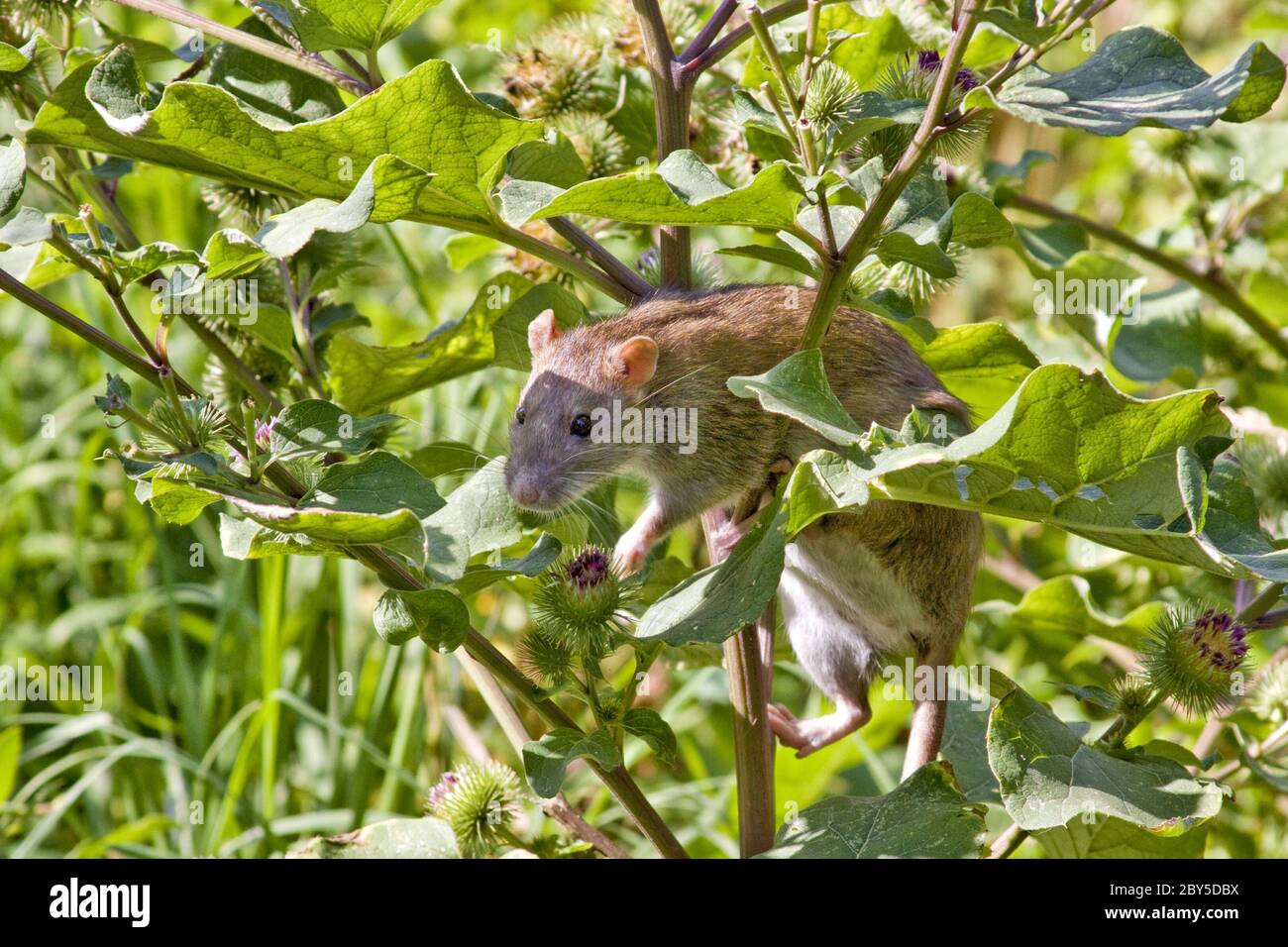 Norway rat norwegian rat hi-res stock photography and images - Alamy