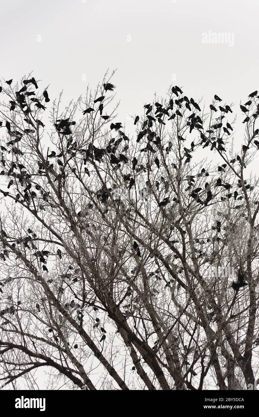 Murder crows hi-res stock photography and images - Alamy