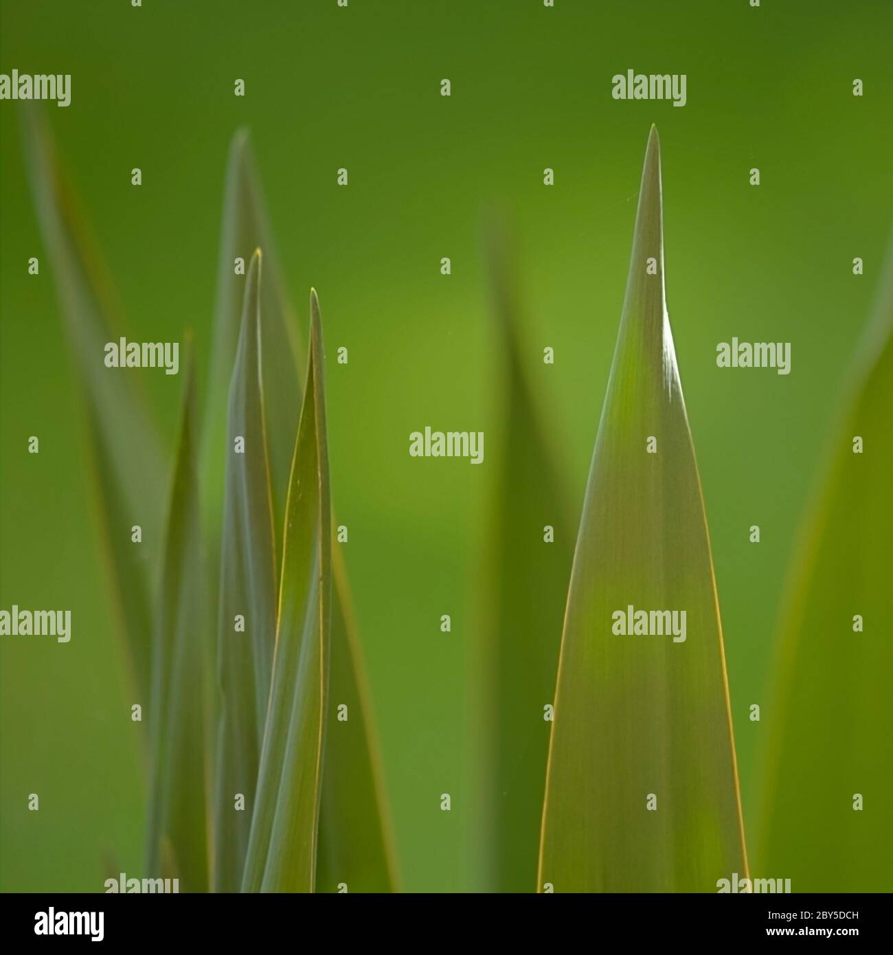 cactus leaves pointed against the light Stock Photo - Alamy