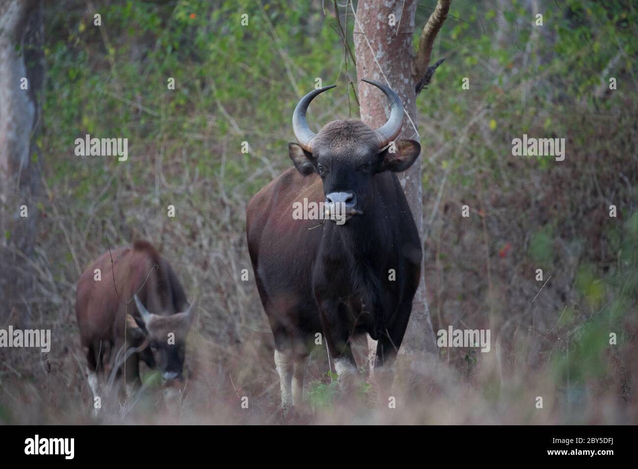 Guar or Indian Bison with the background of forest, Female one Stock ...