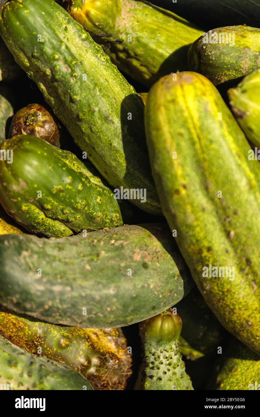 Cucumber background Cucumber harvest. many cucumbers. cucumbers from ...