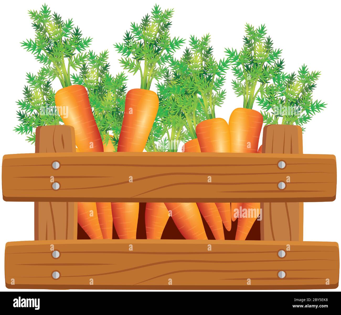 Isolated carrots inside box vector design Stock Vector Image & Art - Alamy