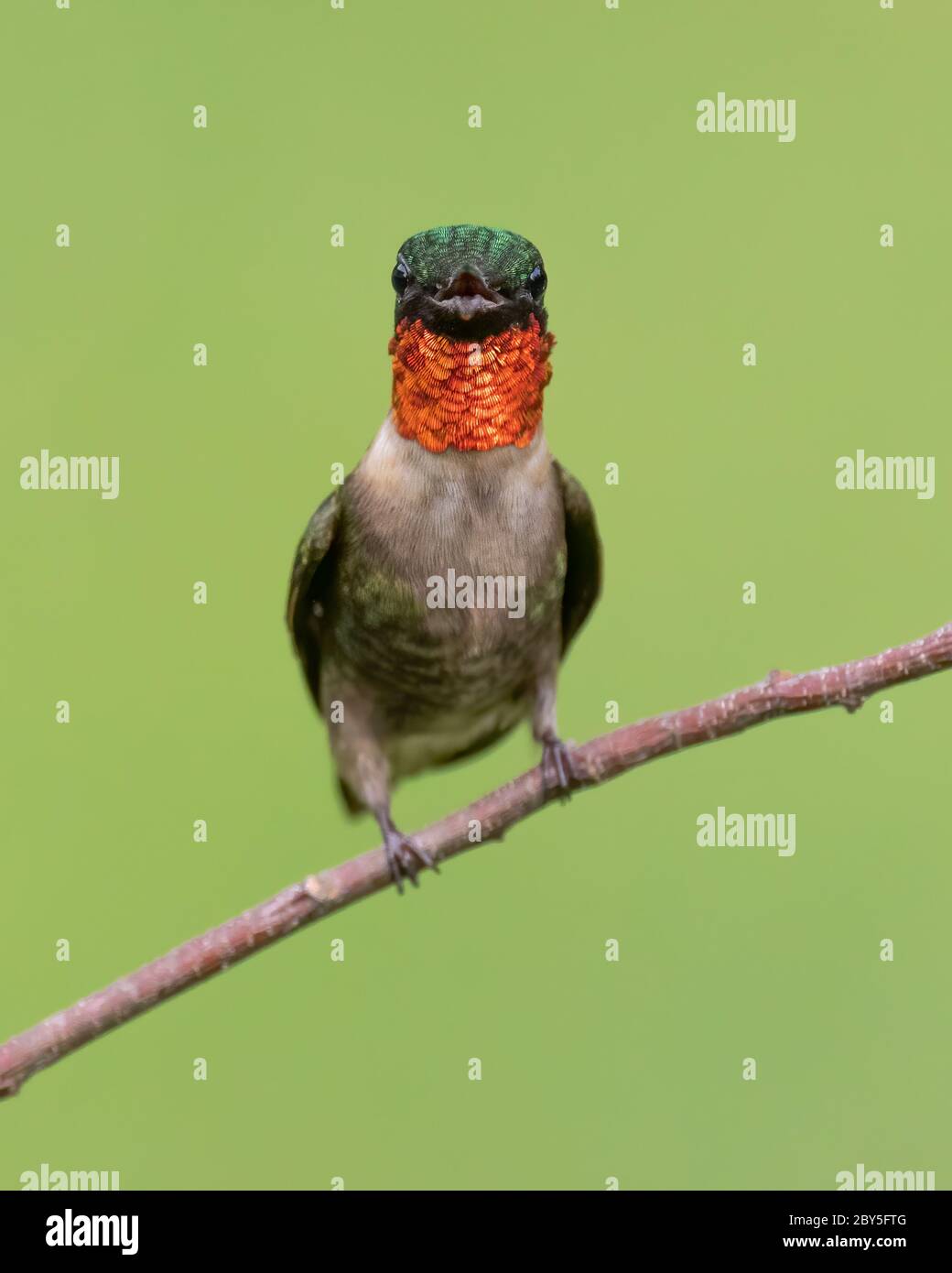 Male ruby throated hummingbird hi-res stock photography and images - Alamy