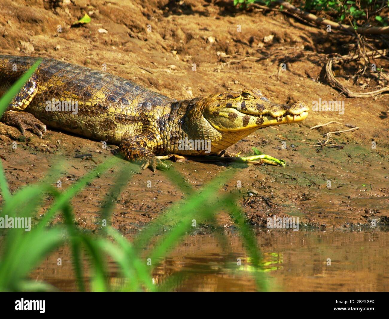 Alligator bolivia hi-res stock photography and images - Alamy