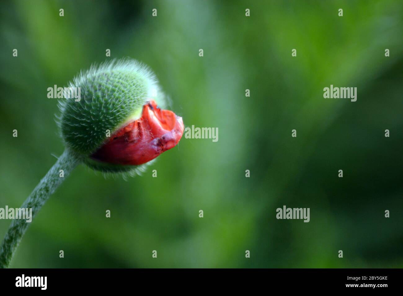 bud of a poppy Stock Photo - Alamy