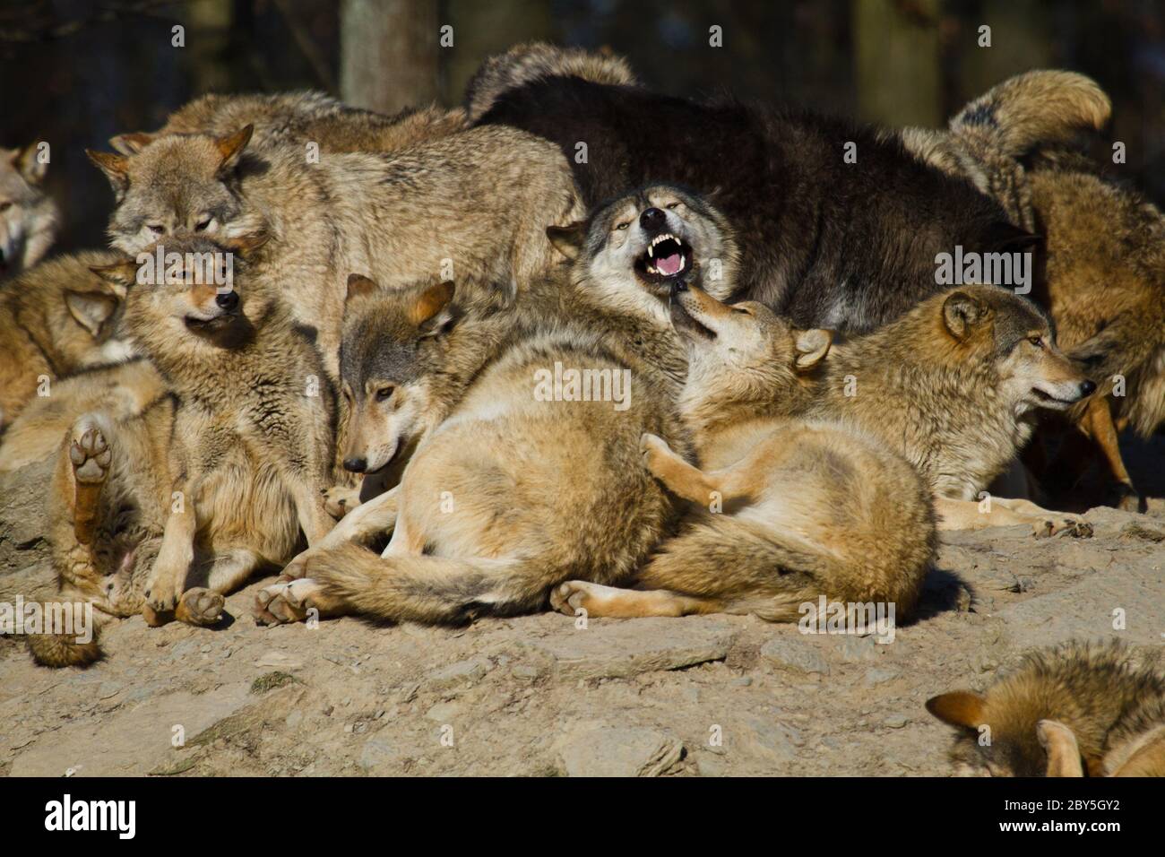 Eastern Wolf or american grey wolf (Canis lupus ly Stock Photo - Alamy