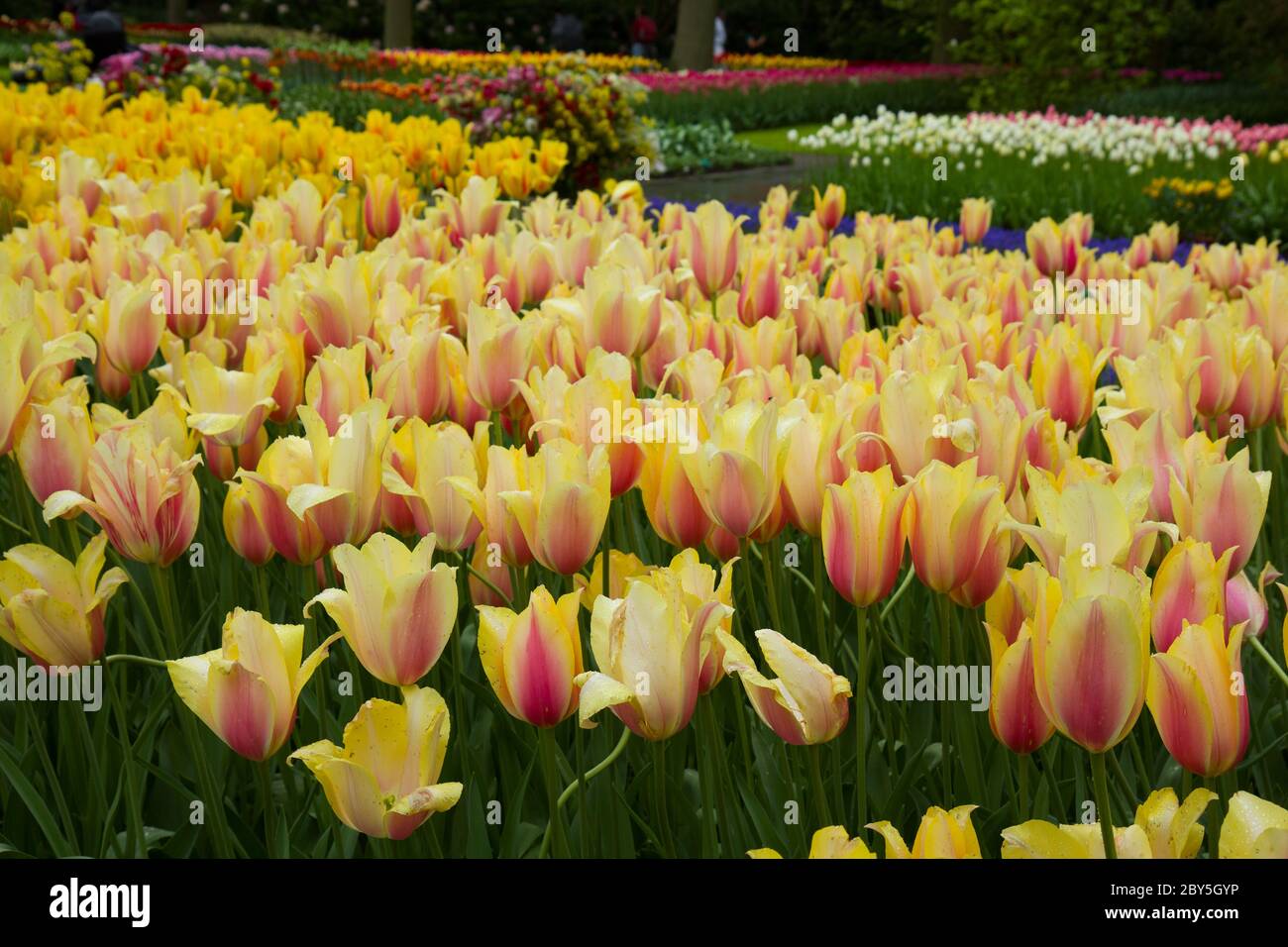 Colorful flowerbeds hi-res stock photography and images - Alamy