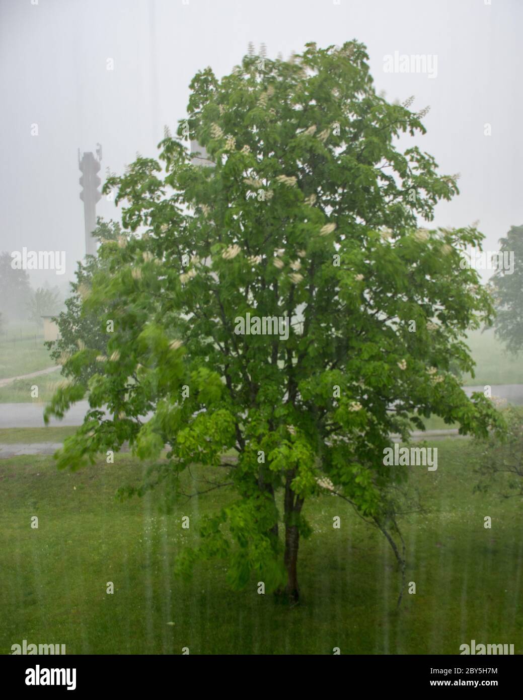 summer landscape with trees during rain and storm, the wind made the ...