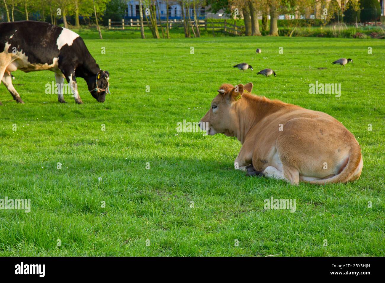 Holland cow resting on green grass Stock Photo - Alamy