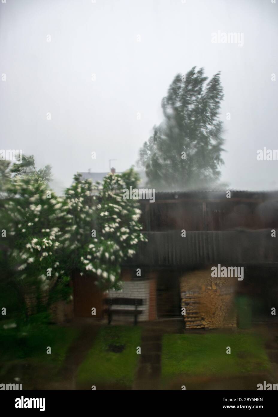 summer landscape with trees during rain and storm, the wind made the ...