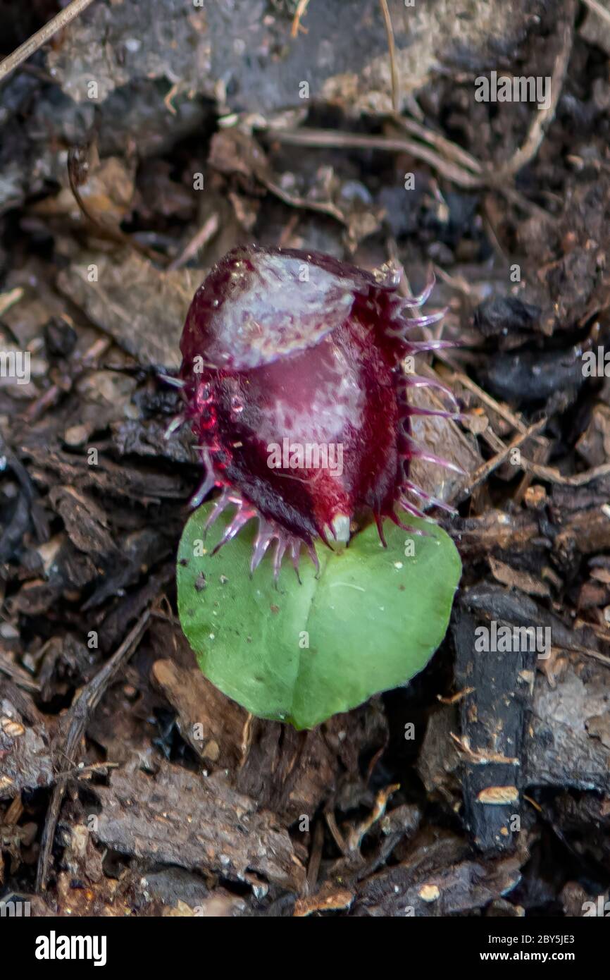 Helmet orchid hi-res stock photography and images - Alamy