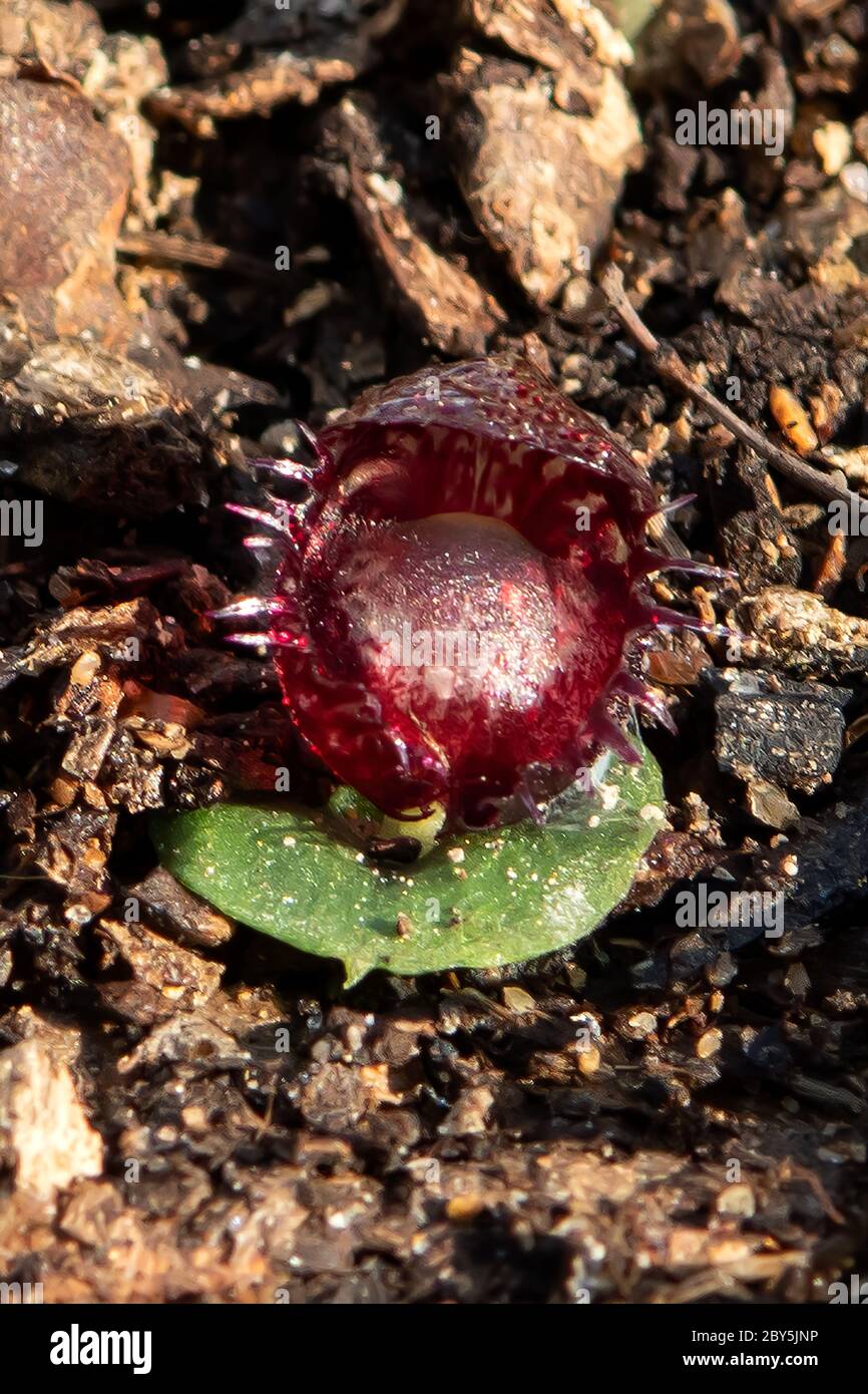 Corybas fimbriatus, Fringed Helmet-orchid Stock Photo - Alamy