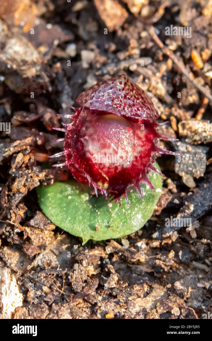 Corybas fimbriatus, Fringed Helmet-orchid Stock Photo - Alamy