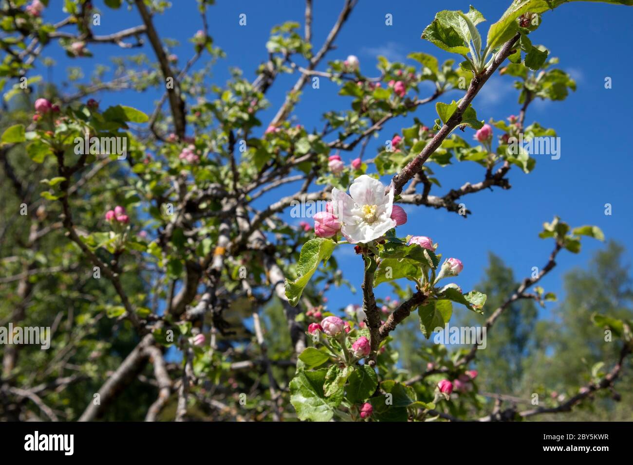 first apple tree flower opening Stock Photo - Alamy