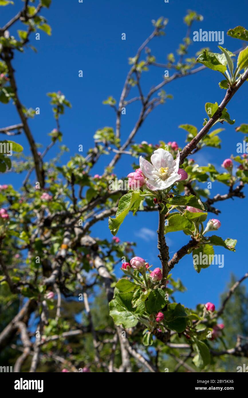first apple tree flower opening Stock Photo - Alamy
