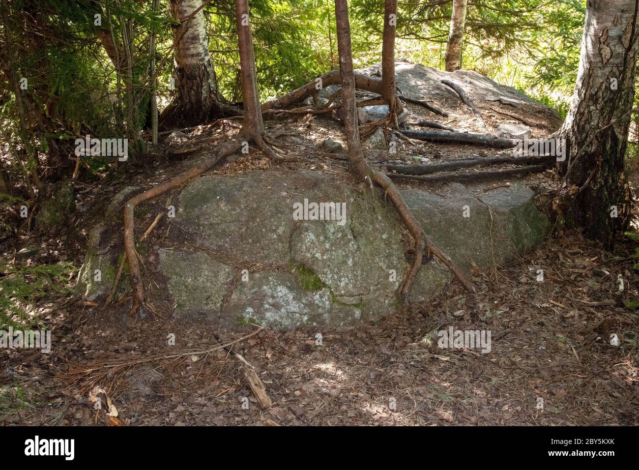 tree roots growing over boulder Stock Photo - Alamy