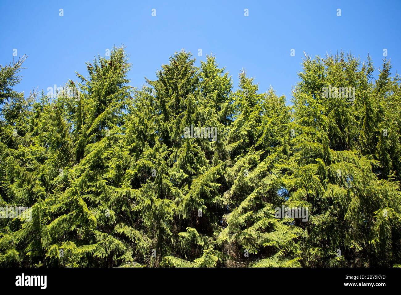 Picea abies spruce trees against blue sky Stock Photo - Alamy