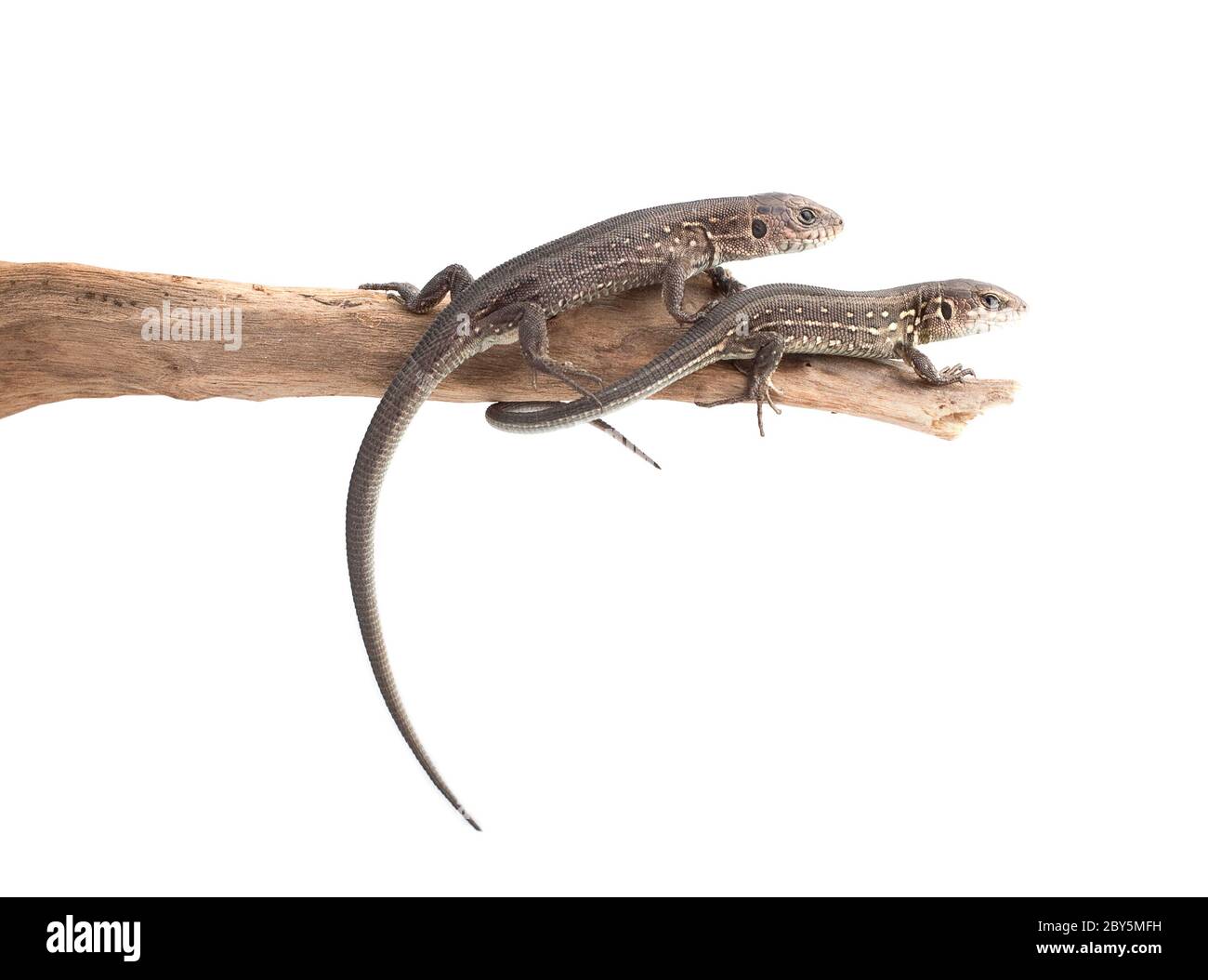 Common tree lizard Cut Out Stock Images & Pictures - Alamy
