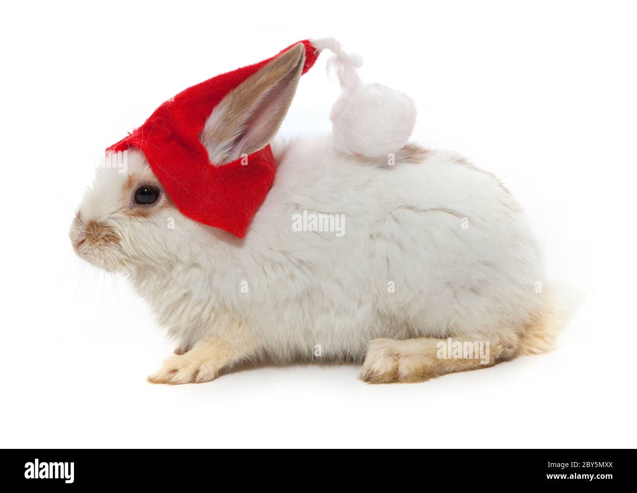Rabbit and red hat Stock Photo - Alamy