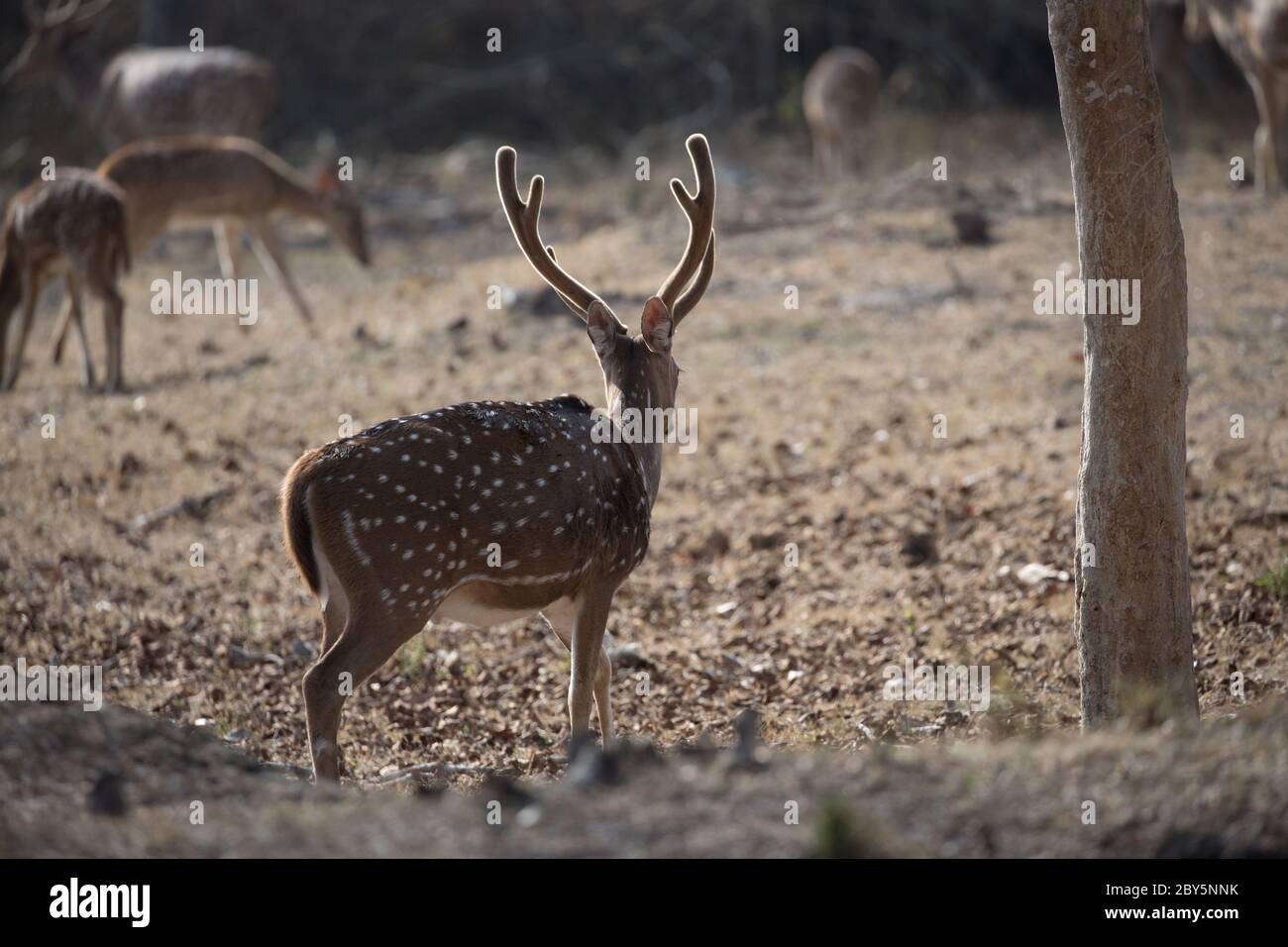 Spotted Deer standing behind the woods in nice backlight Stock Photo ...
