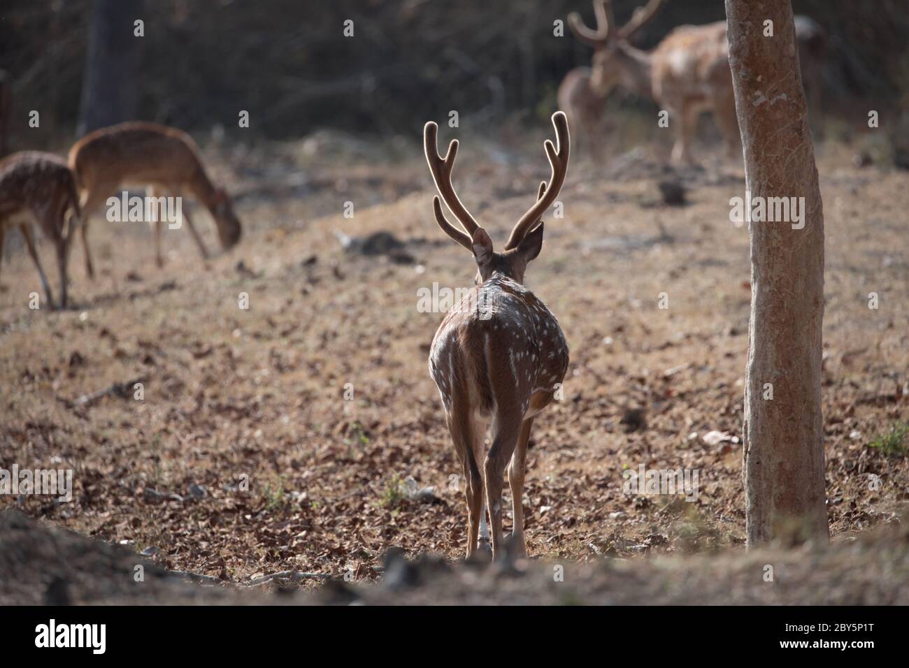 Spotted Deer standing behind the woods in nice backlight Stock Photo ...