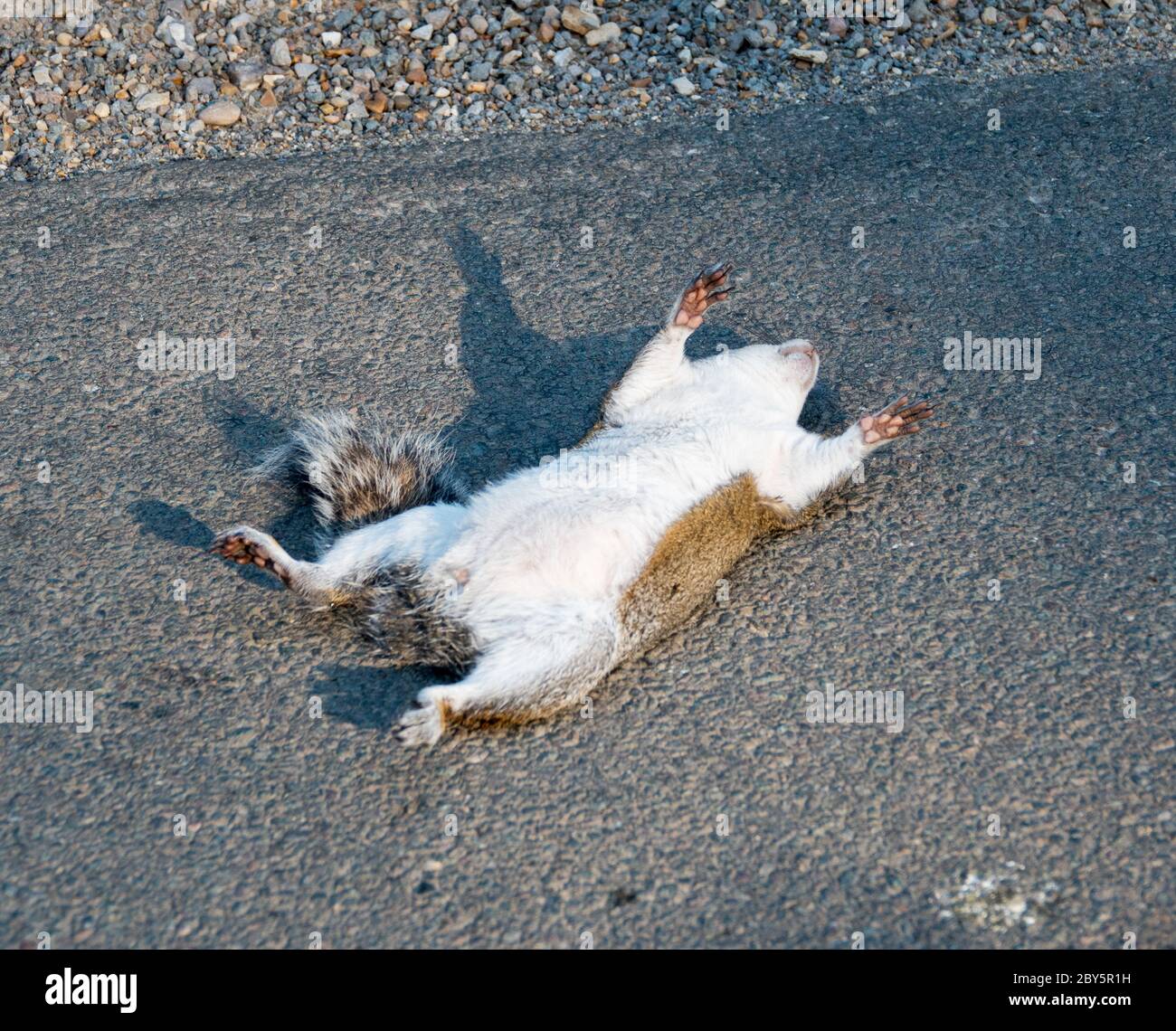 Dead squirrel lying on the road Stock Photo - Alamy