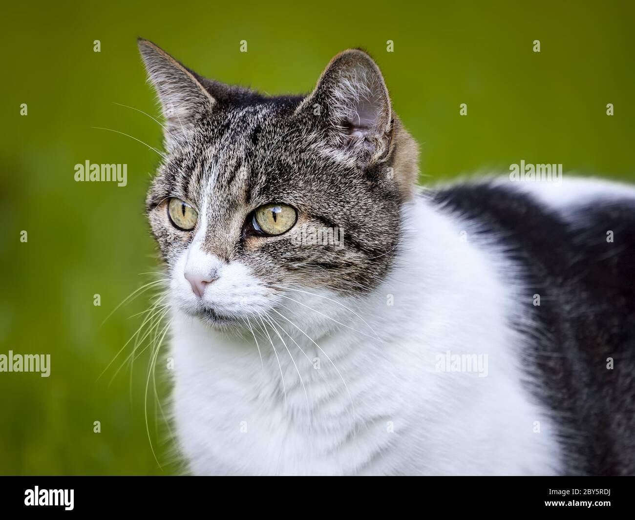 Portrait cat hi-res stock photography and images - Alamy