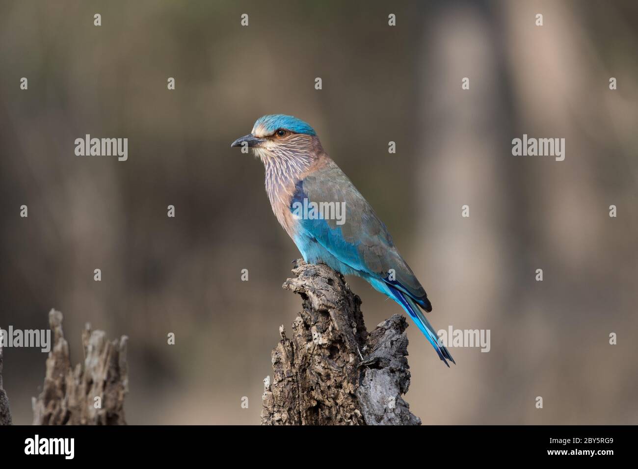 Beautiful Indian Roller Bird sitting on the single branch of tree with ...