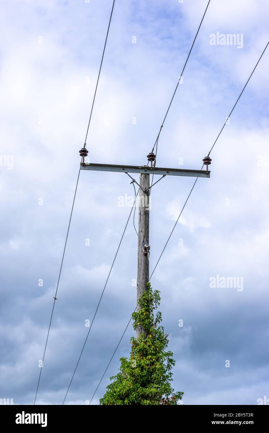 Wooden telegraph pole pylon england hi-res stock photography and images ...
