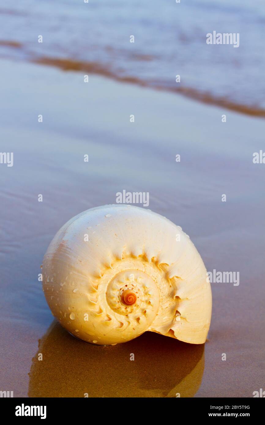 Sea life on the shore hi-res stock photography and images - Alamy