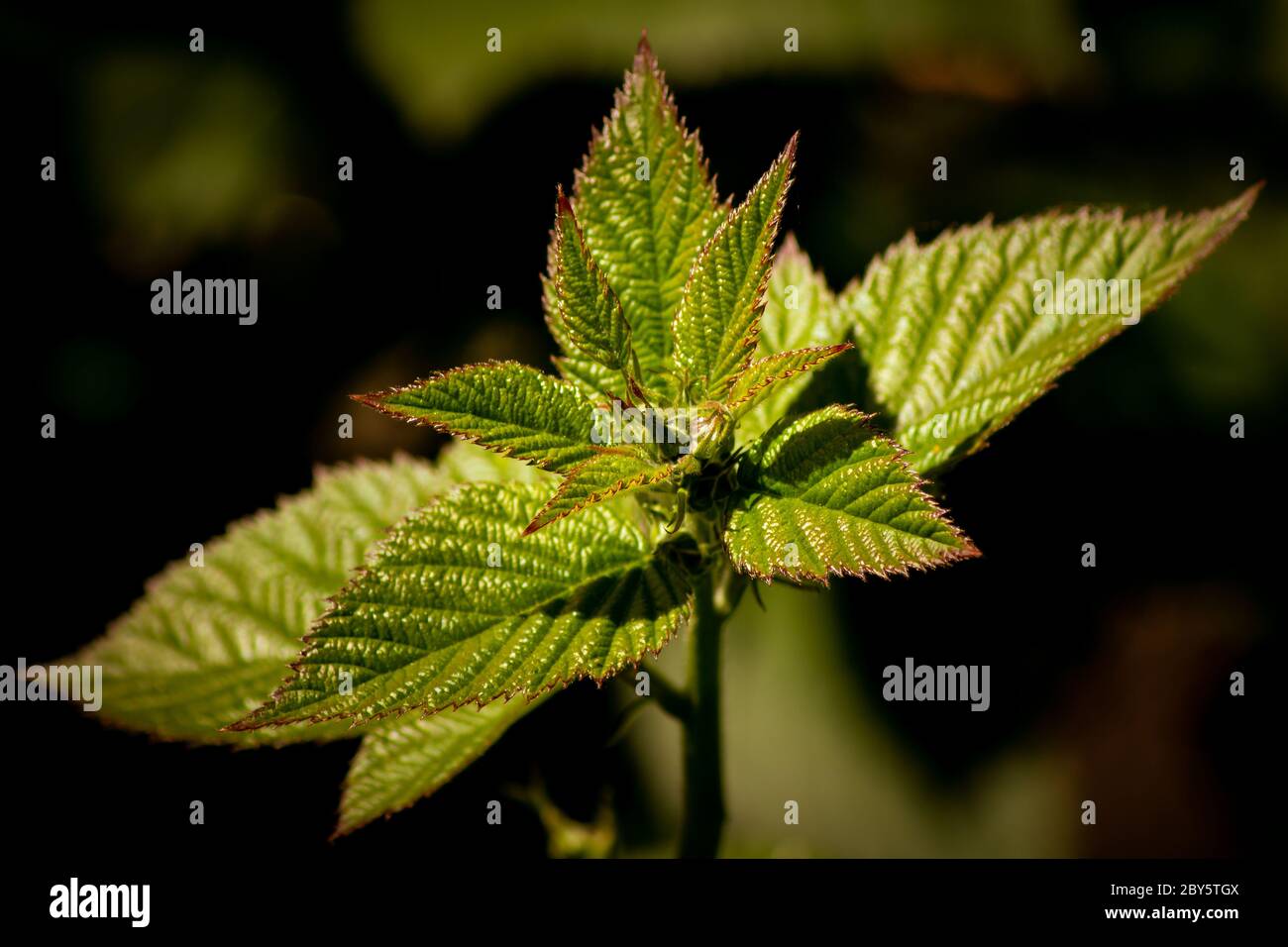 Close-up of a Stinging Nettle Stock Photo - Alamy