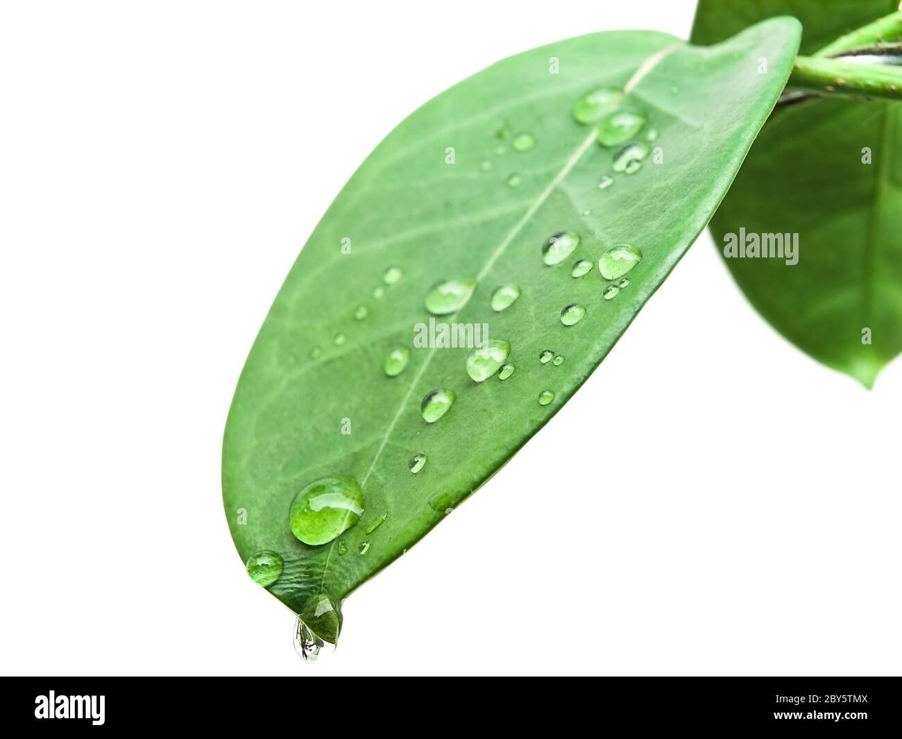 Green Leave With Drops Stock Photo - Alamy