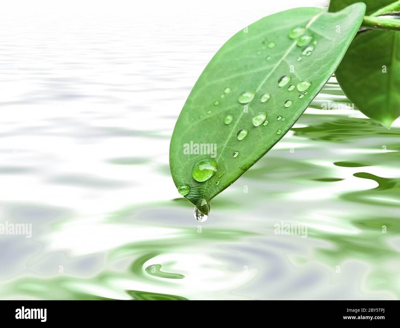 Green Leave With Drops Stock Photo - Alamy