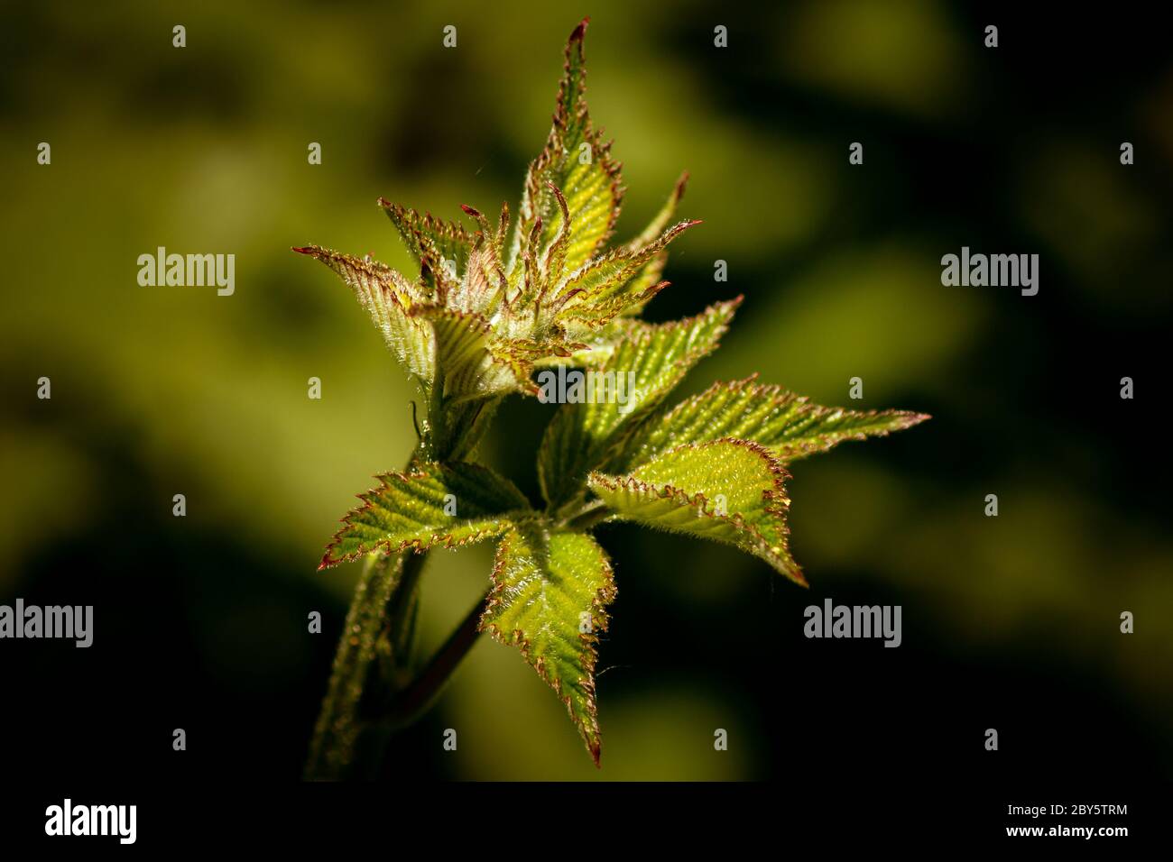 Close-up of a Stinging Nettle Stock Photo - Alamy
