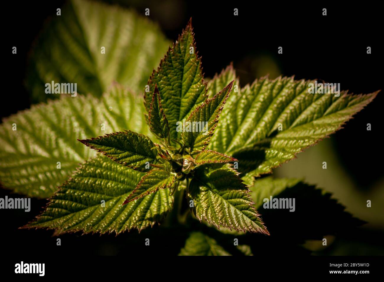 Close up nettle leaves hi-res stock photography and images - Alamy