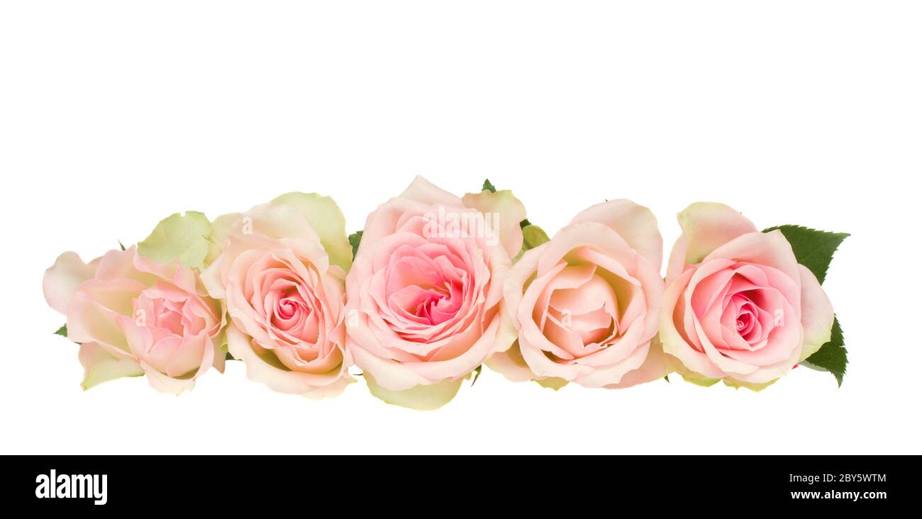 border of pink roses Stock Photo - Alamy