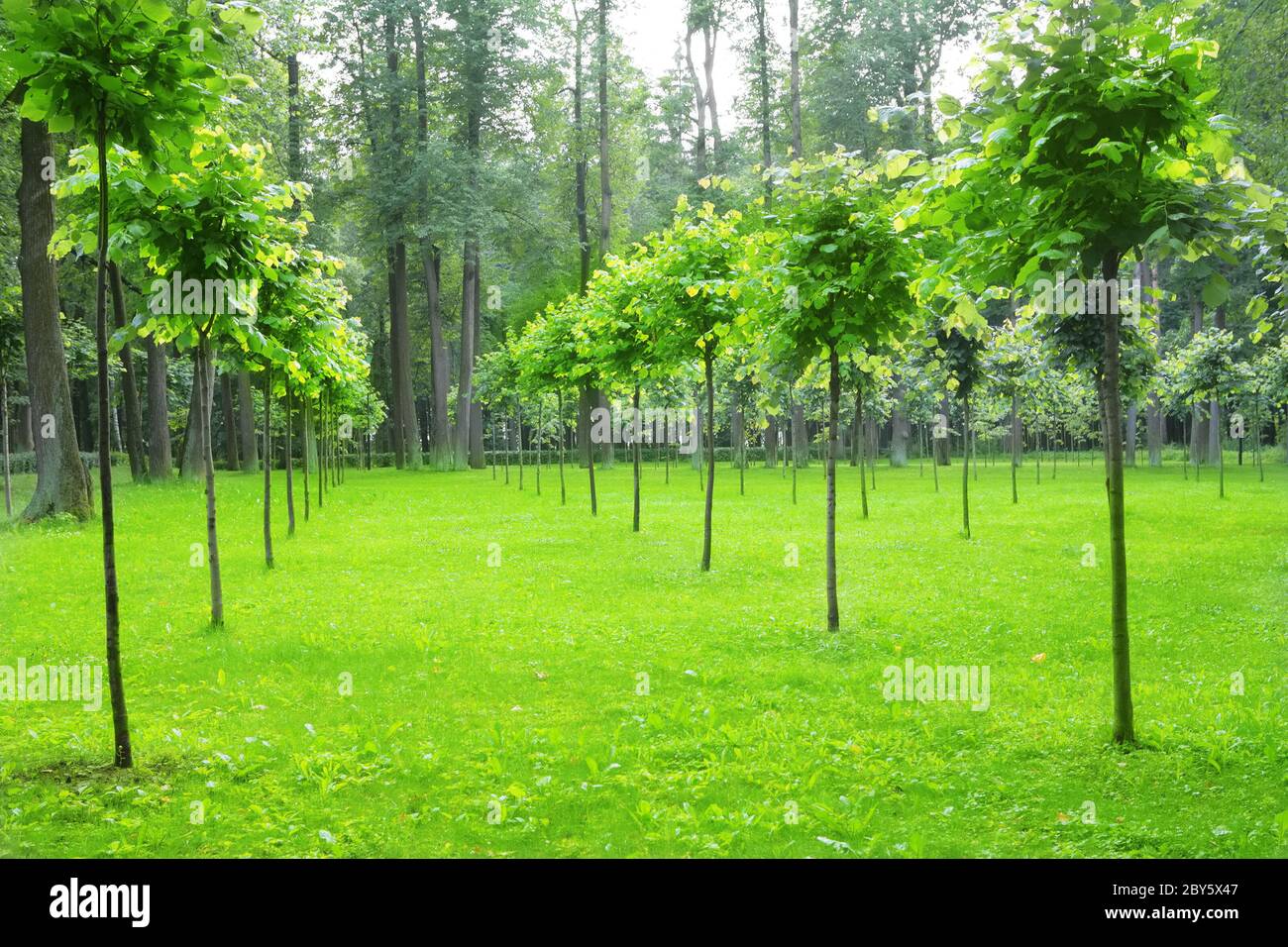 park with young trees Stock Photo - Alamy