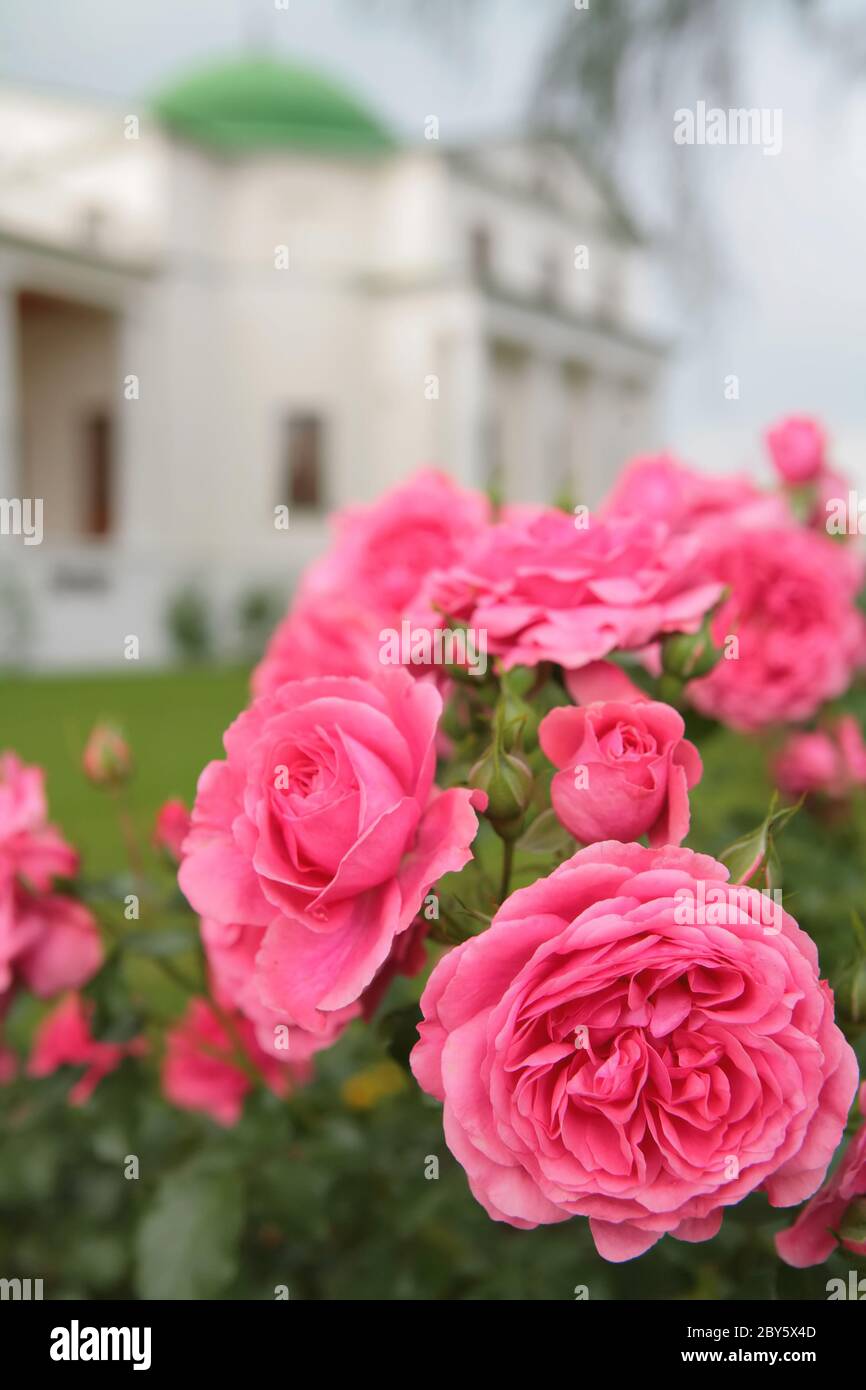 Rosebush hi-res stock photography and images - Alamy