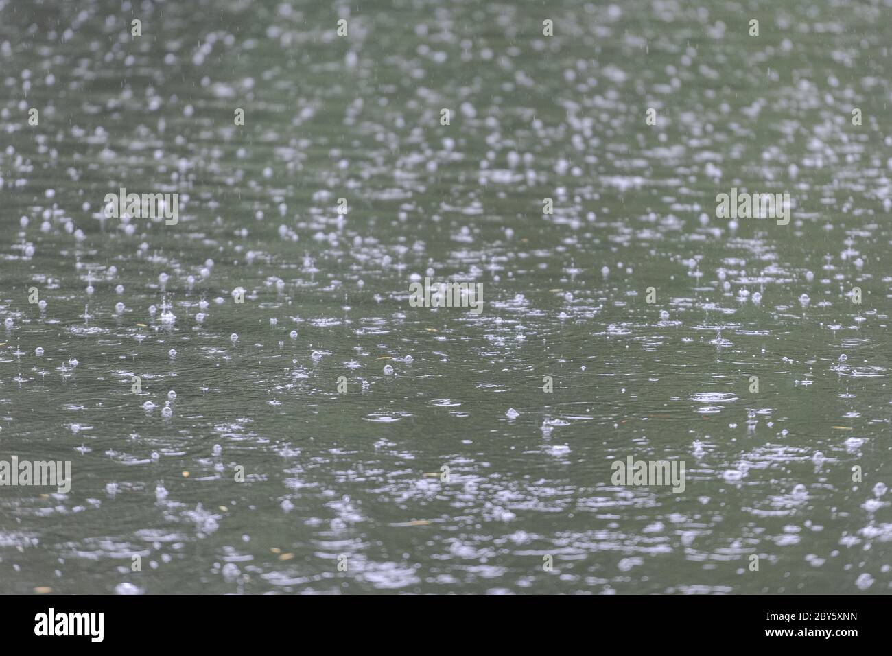 Full frame photo of lots of raindrops falling and splashing into pond ...