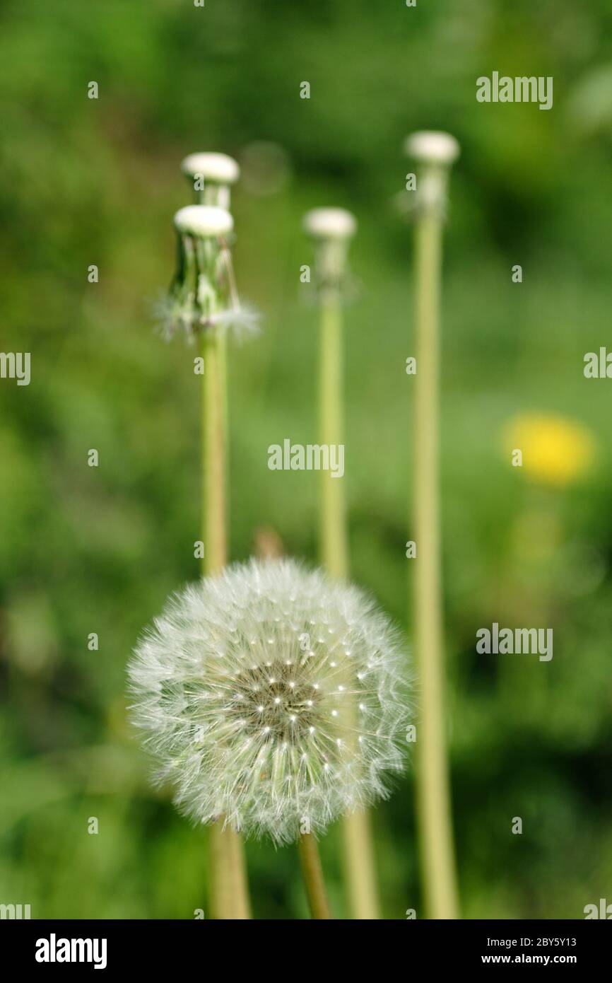 Dandelion image picture hi-res stock photography and images - Alamy