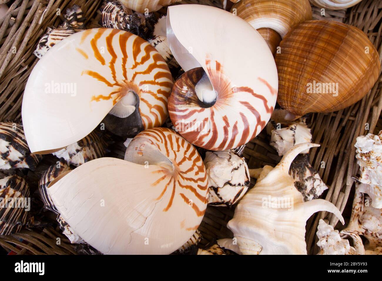 Chambered nautilus shells hi-res stock photography and images - Alamy