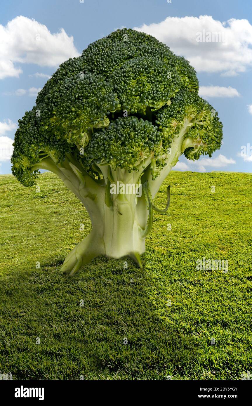 Sala tree hi-res stock photography and images - Alamy