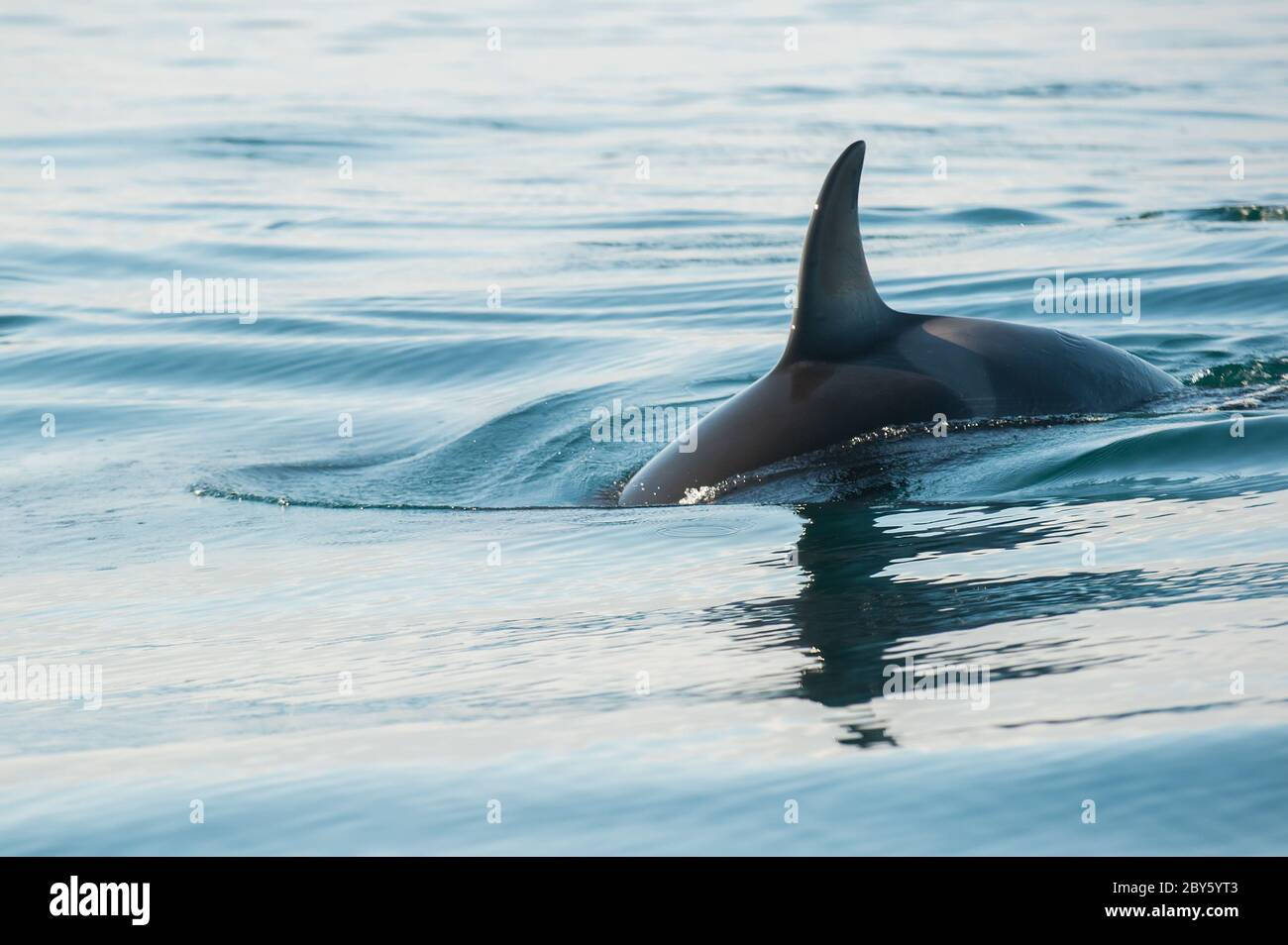 Orca splash hi-res stock photography and images - Alamy