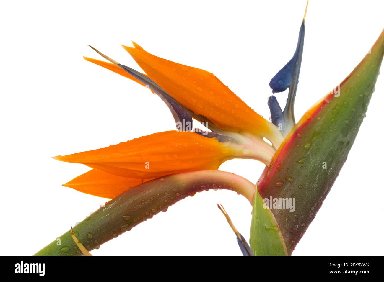 Strelitzia isolated hi-res stock photography and images - Alamy