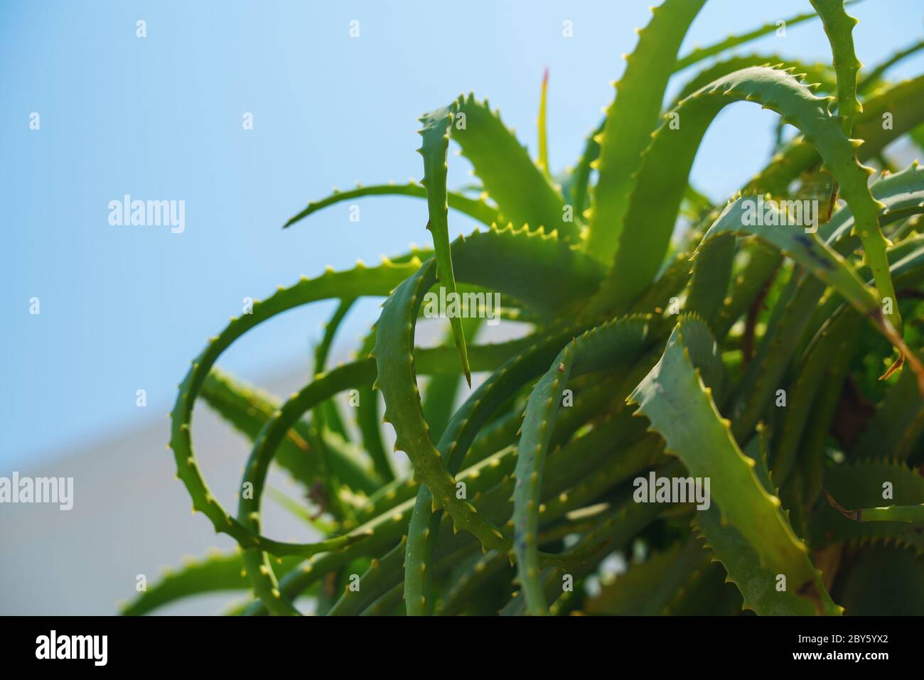 Scarlet plant on street close-up,on background blue sky Stock Photo - Alamy